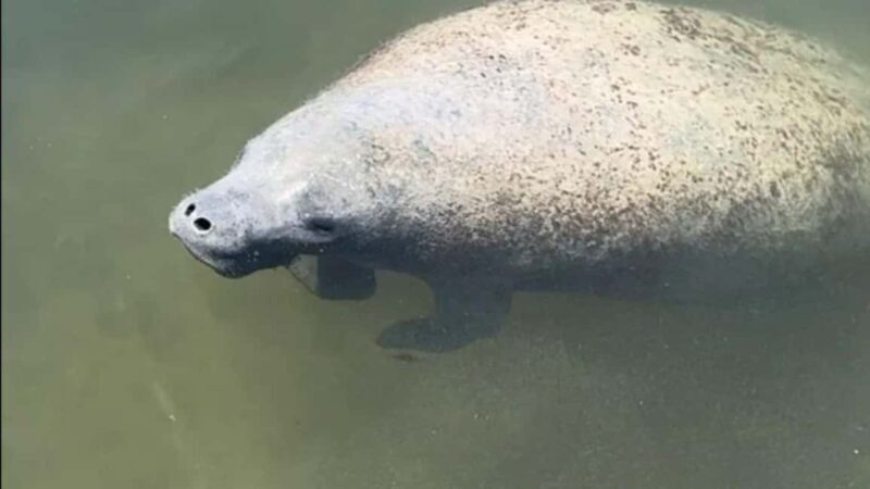 Cocoa Beach: Dolphin & Manatee Pontoon Cruise - A Closer Look at the Pontoon Cruise Experience