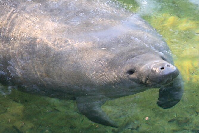 Cocoa Beach Dolphin Tours on the Banana River - Real Guest Experiences