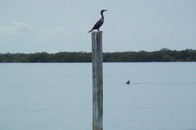 Cocoa Beach Dolphin Tours on the Banana River - Is This Tour Right for You?