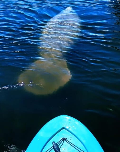 Cocoa Beach/Merritt Island: Guided Dolphin and Manatee Tour - Final Thoughts: Who Should Book This Tour?