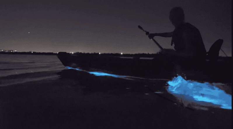 Cocoa Beach/Merritt Island:Bioluminescent kayak tour - What You Can Expect from This Tour