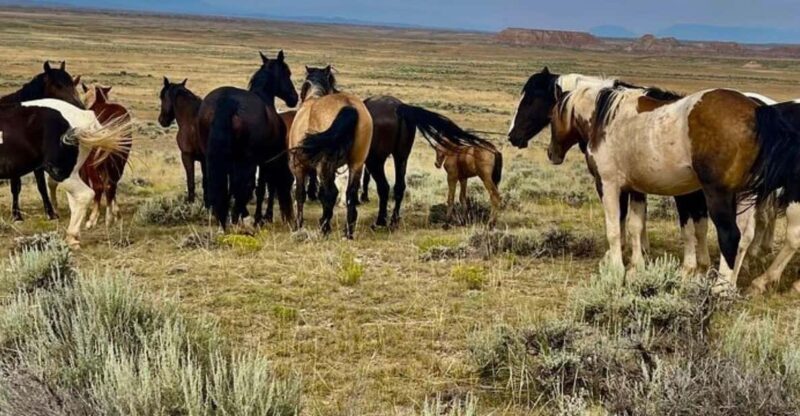 Cody: Red Canyon Wild Mustang Tour - Key Points