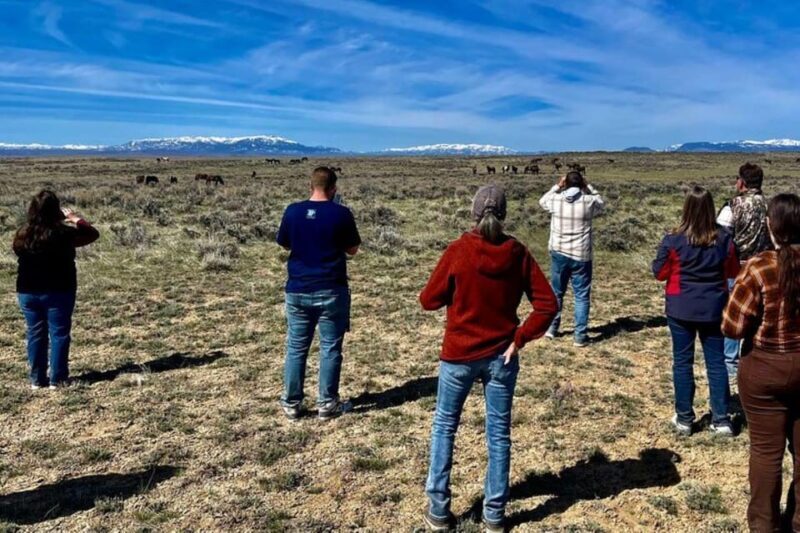 Cody: Red Canyon Wild Mustang Tour - Wildlife Watching: Mustangs and More
