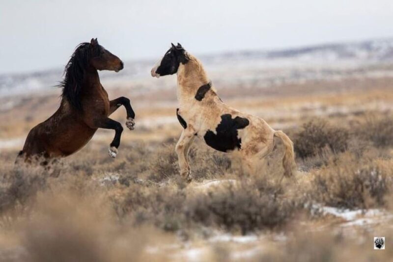 Cody: Red Canyon Wild Mustang Van or Bus Tour - The Value of the Experience