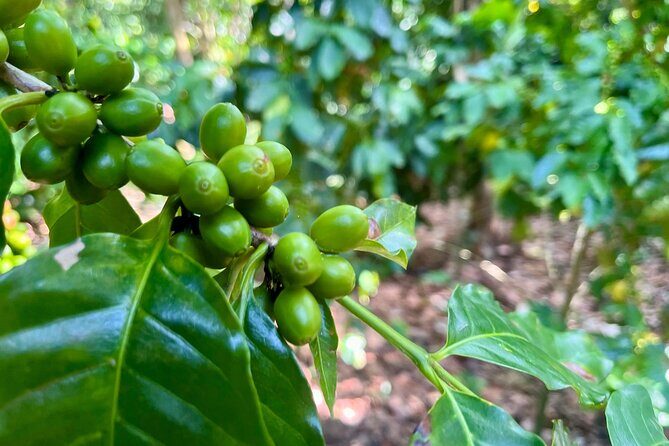 Coffee and Mountains with Personal Coffee Experience - Analyzing the Value