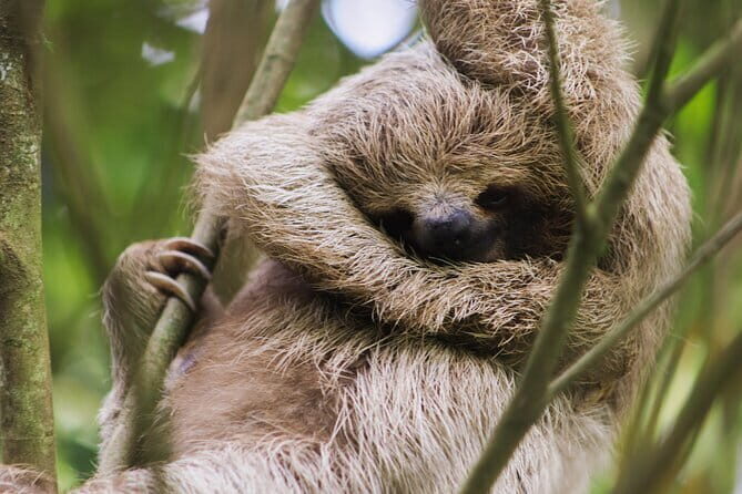 Coffee & Chocolate Tour+Sloths Park & Llanos de Cortez Waterfall - Coffee & Chocolate Tour: A Tasty Journey