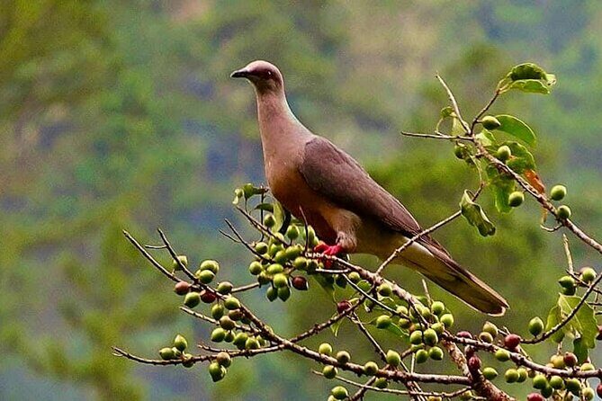 Coffee Farm Hike Through Jamaica Blue Mountains from Ocho Rios - FAQ: Your Practical Questions Answered
