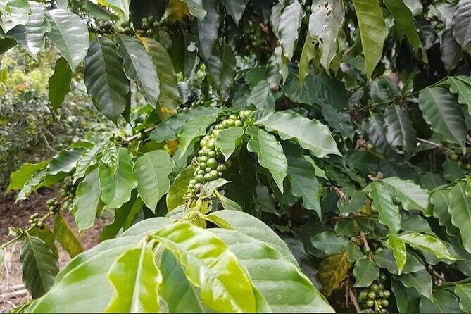 Coffee Farm Tour from Port Antonio - Introduction to the Coffee Farm Tour from Port Antonio