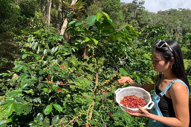 Coffee Lovers Farm and Roasting Tour - An Authentic Look at Vietnam’s Coffee Culture: The Coffee Lovers Farm and Roasting Tour