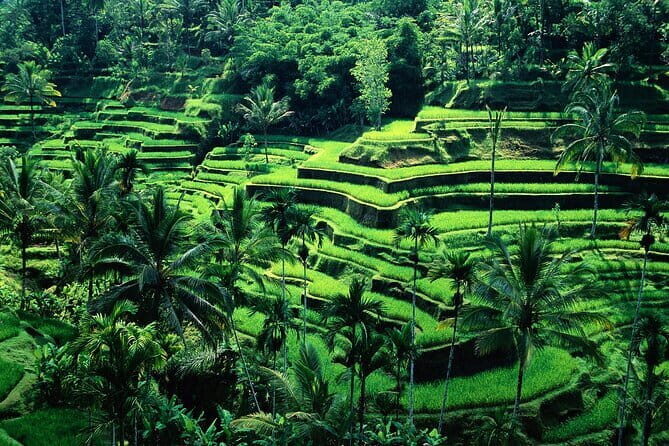 Coffee Plantation All Inclusive Ubud ATV, Rice Terrace with Lunch - Practical Details and What It Means for You