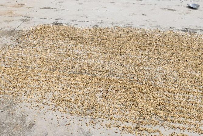 Coffee Plantation Experience - Practical Considerations
