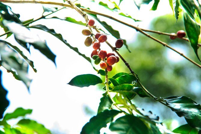 Coffee Plantation Experience - Final Thoughts