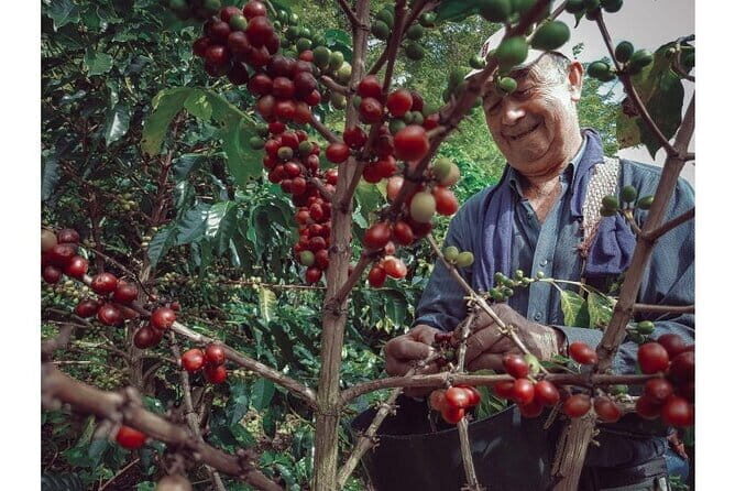 Coffee, Wine and Tea Da Lat's Agricultural Treasures Tour - Practical Details & Value