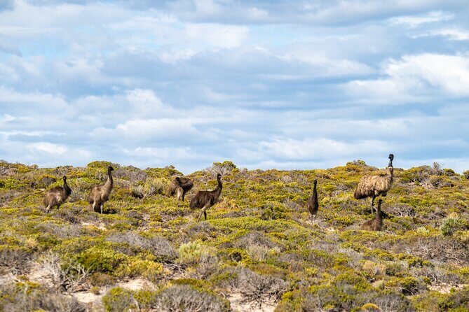Coffin Bay National Park Half-day 4WD Tour - Who Is This Tour Best For?