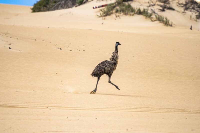 Coffin Bay National Park: Highlights and Off-Road 4WD Tour - FAQ