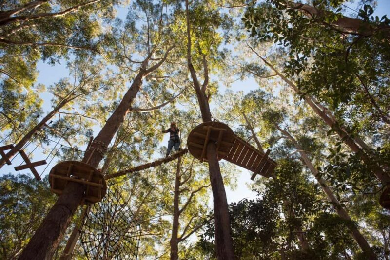 Coffs Harbour: Treetops Adventure Tree Ropes Course - Who Will Enjoy This?