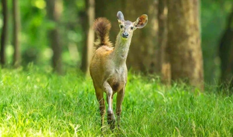 Coimbatore Day Tour: Forest, Wildlife & Hill Station Trip - An Introduction to the Experience