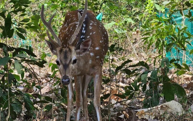 Coimbatore Day Tour: Forest, Wildlife & Hill Station Trip - What You Should Know Before You Go