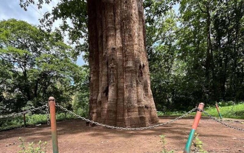 Coimbatore Day Tour: Forest, Wildlife & Hill Station Trip - The Experience Provider: TRIPGOINDIA