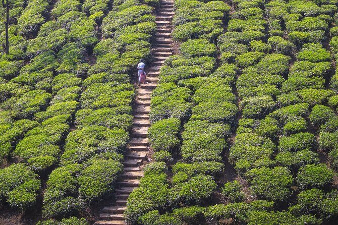 Coimbatore to Ooty- transfers+Hotel+Sightseeing - What Do You Get? The Inclusions and Considerations