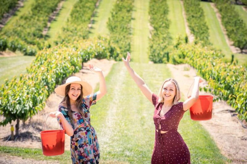 Coldstream: Cherry-Picking Experience - What Is the Coldstream Cherry-Picking Experience?