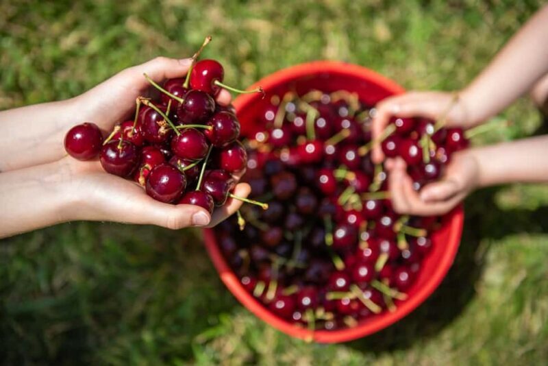Coldstream: Cherry-Picking Experience - How the Tour Works — The Itinerary and Logistics