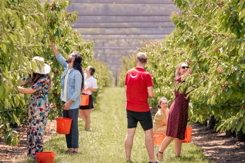 Coldstream: Cherry-Picking Experience - Why This Tour Offers Value