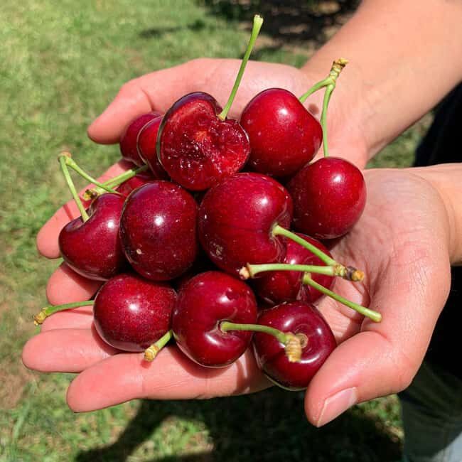 Coldstream: Cherry-Picking Experience - Ideal For: Who Will Love This Experience?