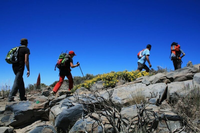 Collective Adventure: Travel & Volunteer in Tenerife - An In-Depth Exploration of the Tenerife Impact Journey