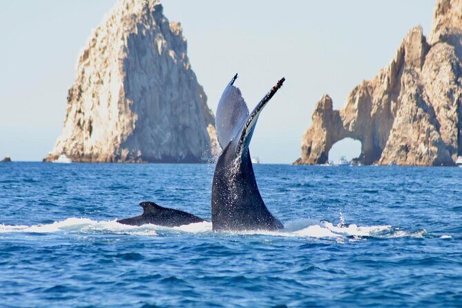 Collective Tour of the Arc de Los Cabos and Whale Watching - Discovering the Natural Wonder: El Arco de Cabo San Lucas