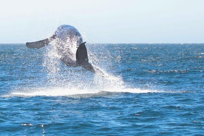 Collective Tour of the Arc de Los Cabos and Whale Watching - Small-Group Whale Watching: An Intimate Wildlife Experience