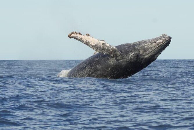 Collective Tour of the Arc de Los Cabos and Whale Watching - Practical Details: What to Expect