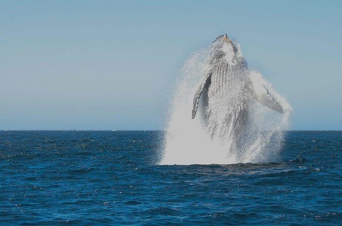 Collective Tour of the Arc de Los Cabos and Whale Watching - The Experience Provider: De Cabo A Cabo