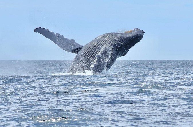 Collective Tour of the Arc de Los Cabos and Whale Watching - Analyzing the Value