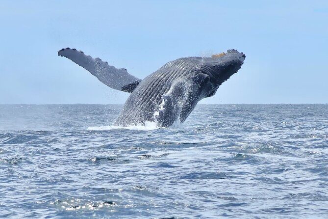 Collective Tour of the Arc de Los Cabos and Whale Watching - Who Should Consider This Tour?