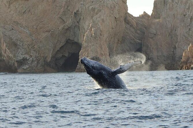 Collective Tour of the Arc de Los Cabos and Whale Watching - The Sum Up