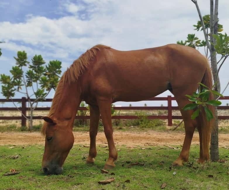 Colombo: Beach Horseback Riding Experience - Who Should Consider This?