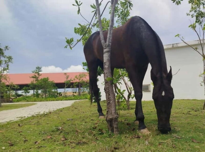 Colombo: Beach Horseback Riding Experience - FAQ