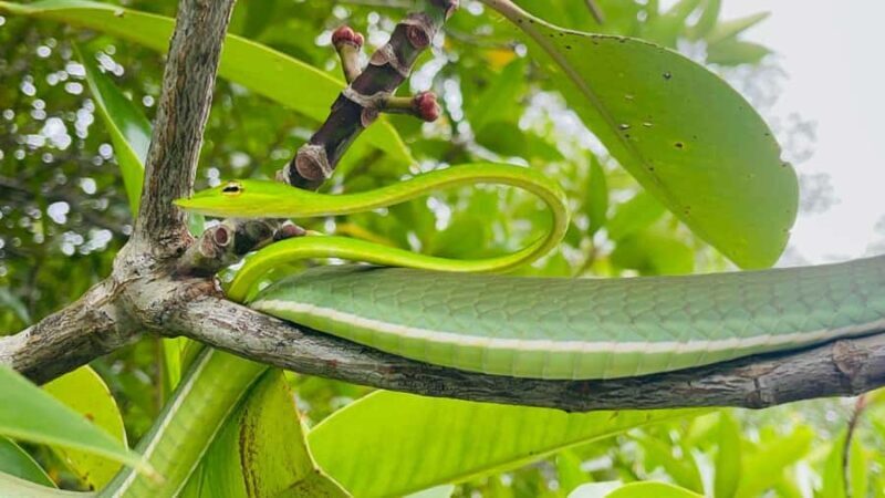 Colombo: Bentota Mangrove River Safari 6 Hour Tour - Analyzing Value and Practical Details