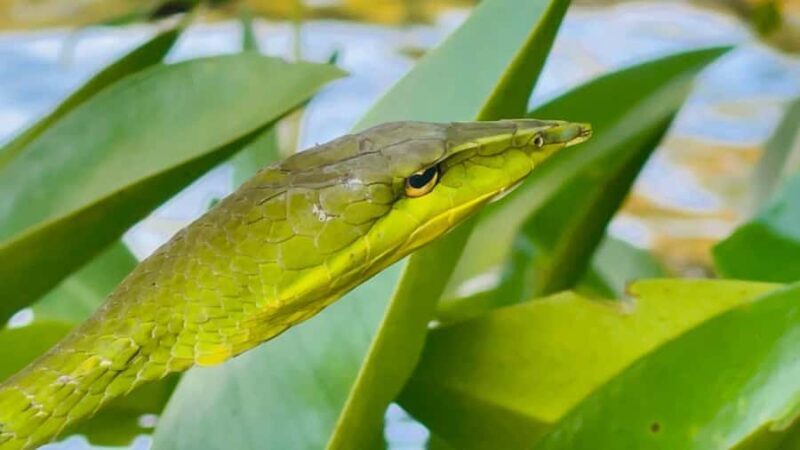Colombo: Bentota Mangrove River Safari 6 Hour Tour - The Sum Up: Who Is This Tour Best For?