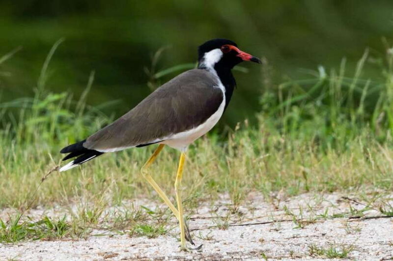 Colombo: Bird watching around Colombo-Guided Tour - 06 hours - Exploring Colombo’s Bird-Watching Gems