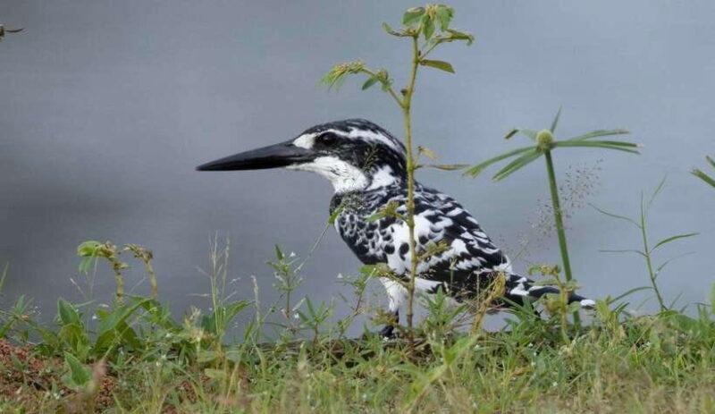 Colombo: Bird watching around Colombo-Guided Tour - 06 hours - The Rich Biodiversity of Colombo’s Wetlands