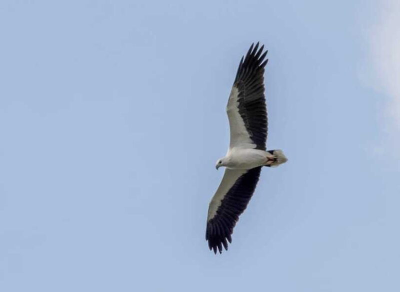 Colombo: Bird watching around Colombo-Guided Tour - 06 hours - Price, Value, and Practical Insights