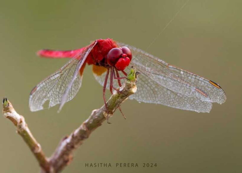 Colombo: Bird watching around Colombo-Guided Tour - 06 hours - Who This Tour Suits Best