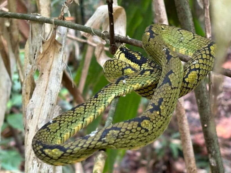 Colombo/Cmb/ Sinharaja Rainforest Day Trip with Lunch - The Experience for Travelers