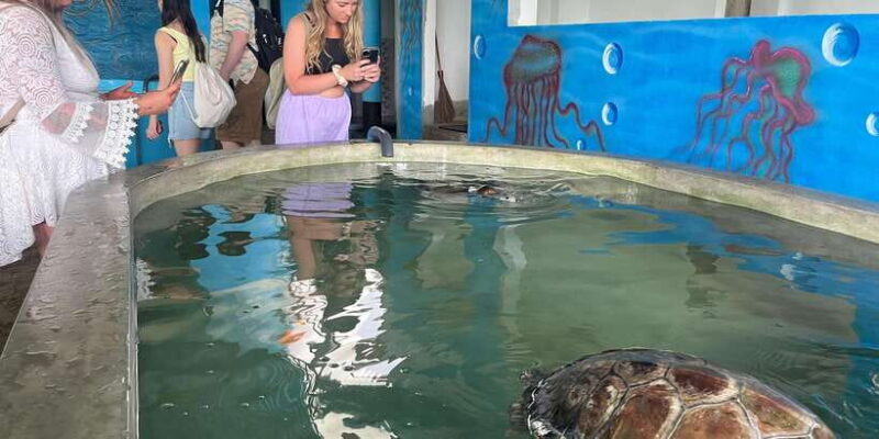 Colombo Cruise port: Galle, Turtle Hatchery & River Safari - Key Points