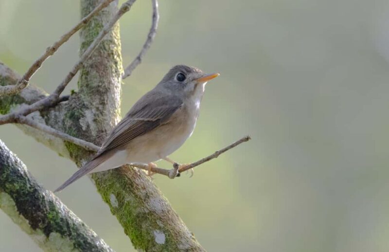 Colombo: Guided wet zone and wetland full day birding tour - The Sum Up