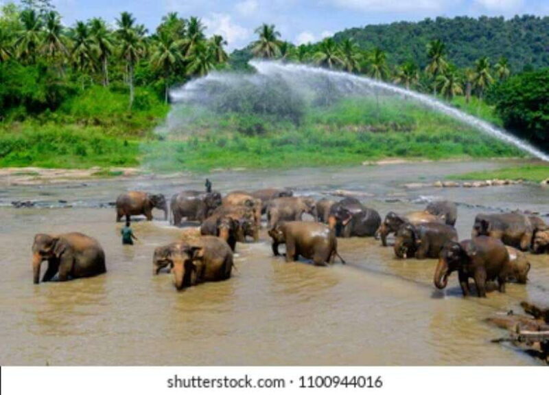 Colombo: Kandy and Pinnawala full day trip - Who Will Love This Tour?