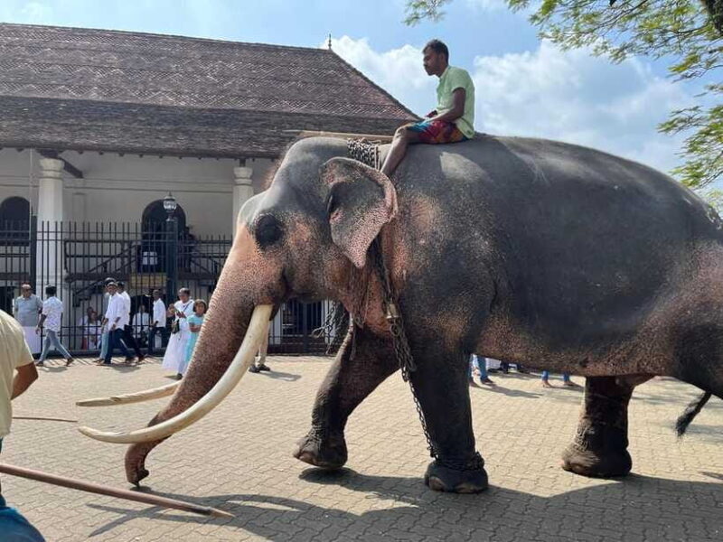 Colombo: Kandy Day Trip with Pinnawala Elephant Orphanage - FAQ