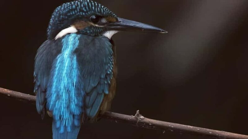 Colombo/Negombo: Koggala Lake Boat Safari and Kayaking Tour - Practical Details and Considerations